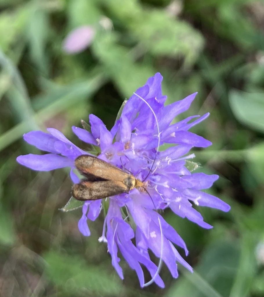 Fairy Moths from St. Veit, Kärnten, AT on July 16, 2022 at 12:56 PM by ...