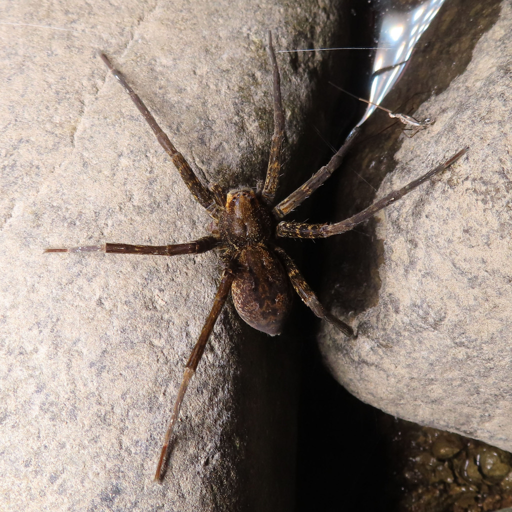 Spiders from Район Аоба, Сендай, Мияги, Япония on July 11, 2022 at 08: ...