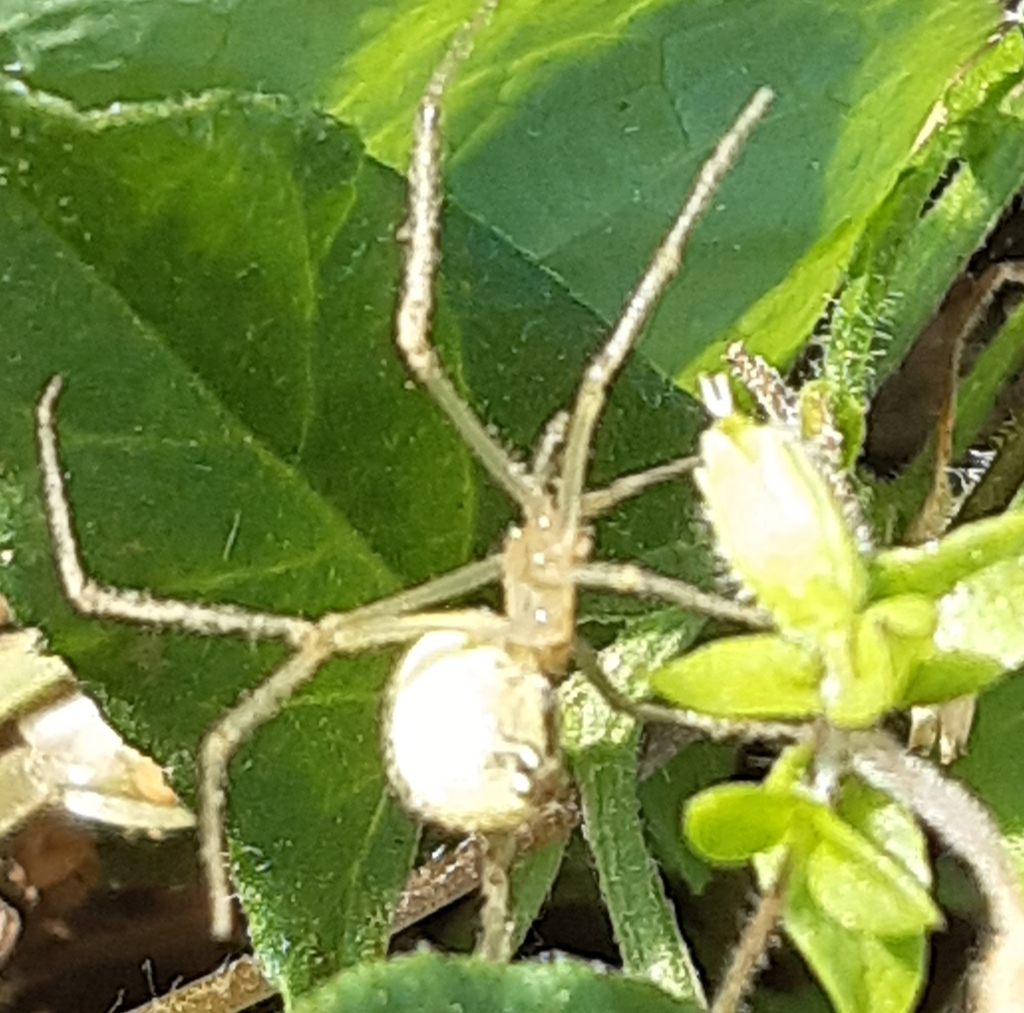 Common candy-striped spider from 5080 La Bruyère, Belgique on July 16 ...