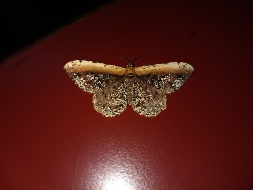 Geometer Moths from 9JV4+C8Q, Digboi, Assam 786171, India on March 08 ...
