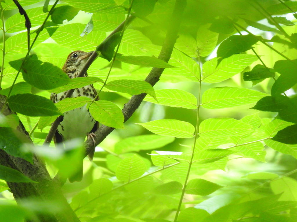 Wood Thrush from Arlington Forest, Arlington, VA, USA on July 7, 2022 ...