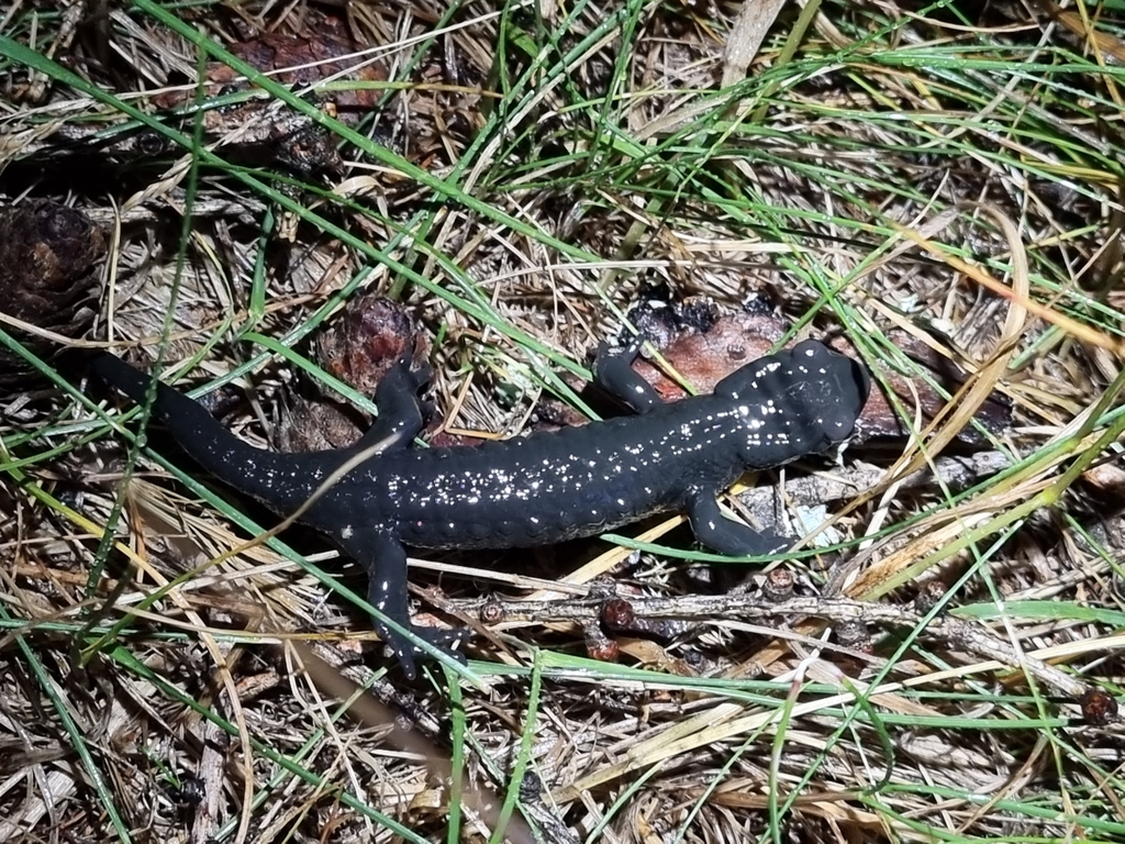 Alpine Salamander from 9565, Österreich on July 15, 2022 at 10:31 PM by ...