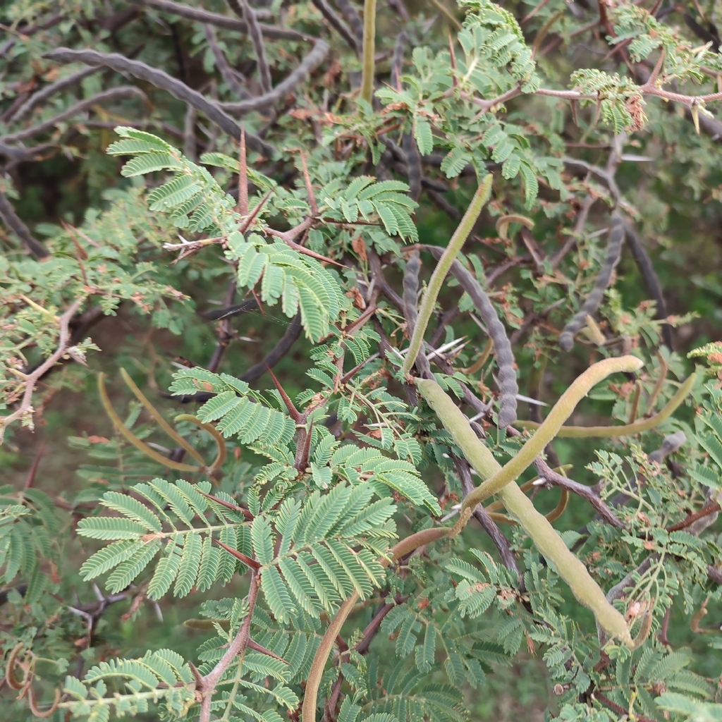 twisted acacia from Saint Peter, MS on July 16, 2022 at 06:59 AM by ...