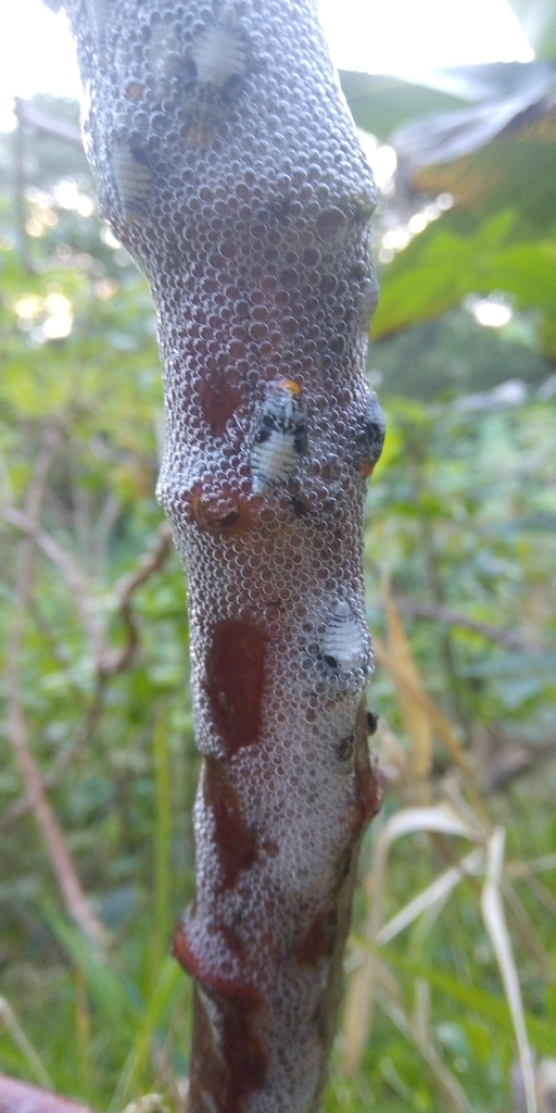 Cephisus siccifolius from Valle Del Guamuez, Putumayo, Colombia on June ...