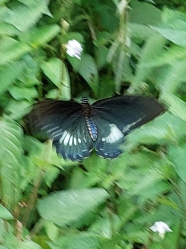 Subspecies Battus laodamas laodamas · iNaturalist