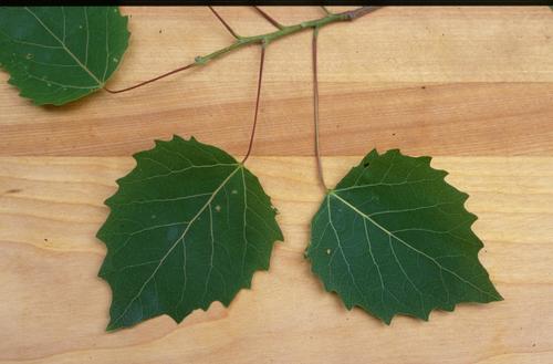Largetooth Aspen (Trees of Manitoba) · iNaturalist