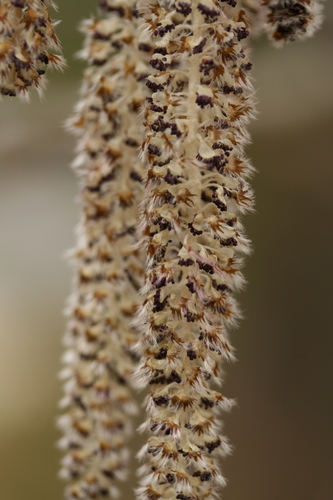 Largetooth Aspen (Trees of Manitoba) · iNaturalist