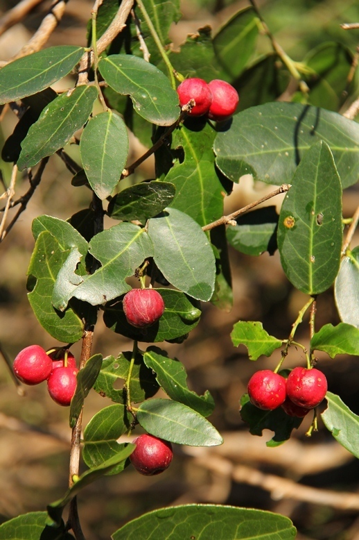 Kooboo-berry (Biodiversity of Fairy Glen Private Nature Reserve ...