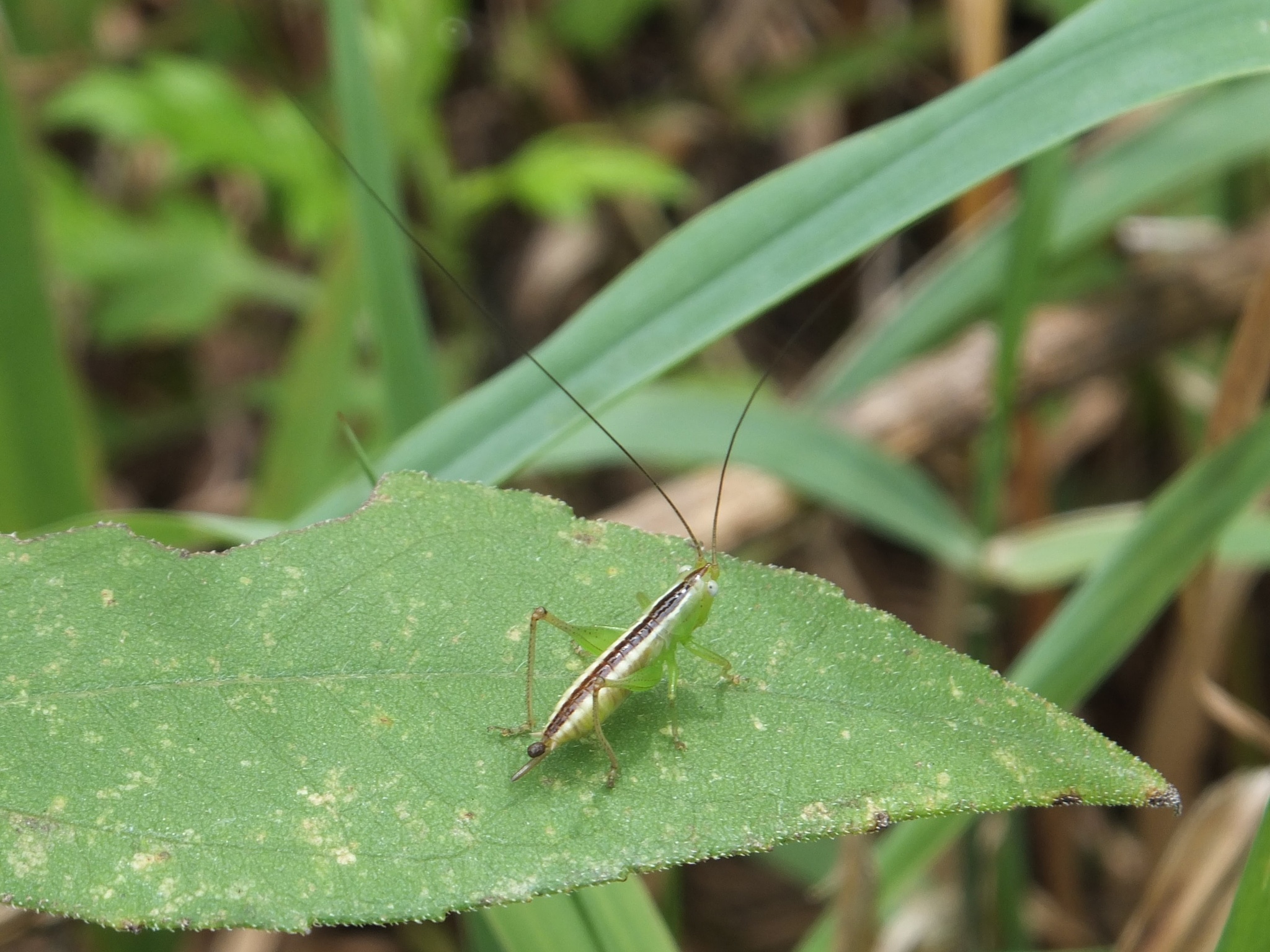 Conocephalus exemptus (Walker, 1869)