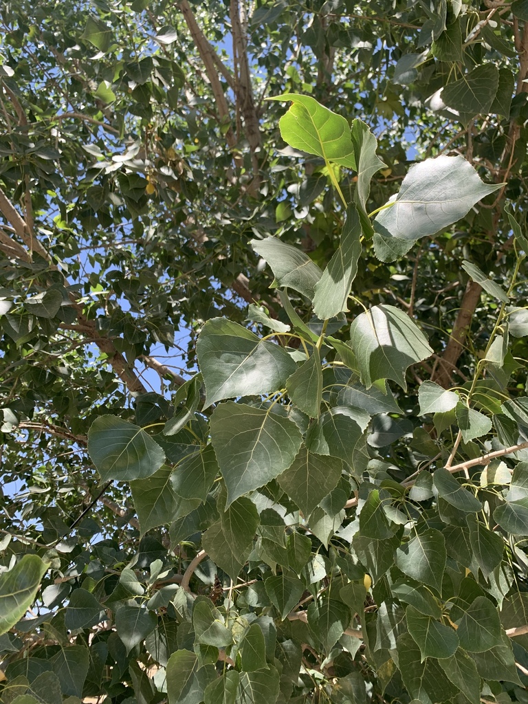 Hybrid Black-poplar from Sulaymaniyah, Iraq on June 17, 2022 at 03:40 ...