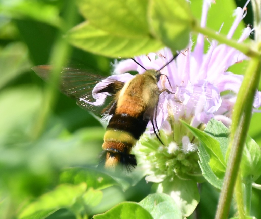 Hummingbird Clearwing from Barbour County, WV, USA on July 15, 2022 at ...