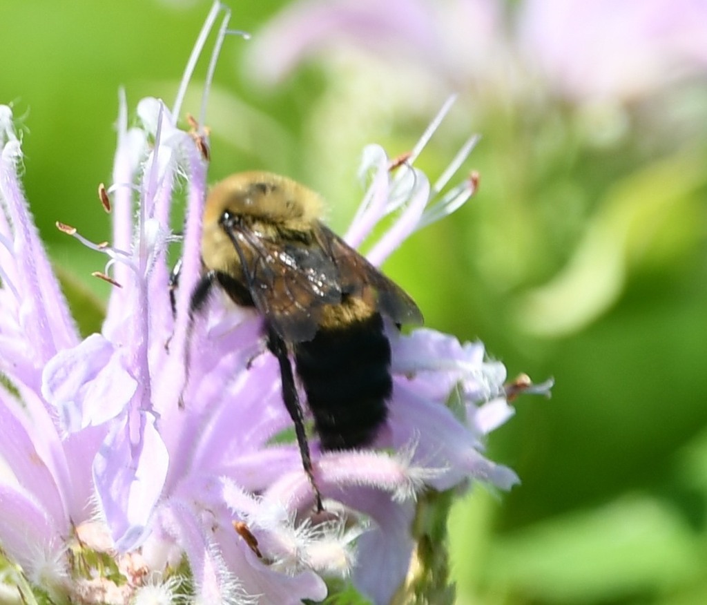 Brown-belted Bumble Bee from Barbour County, WV, USA on July 15, 2022 ...