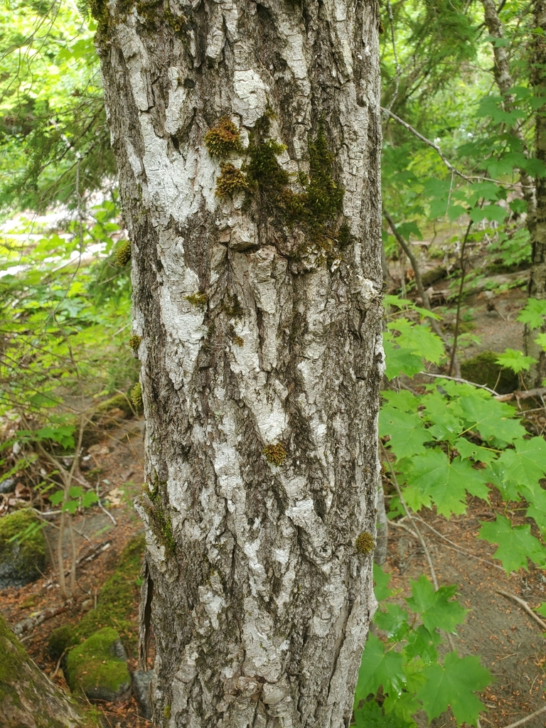 American elm from Victoria, CA-NS, CA on July 15, 2022 at 10:45 AM by ...