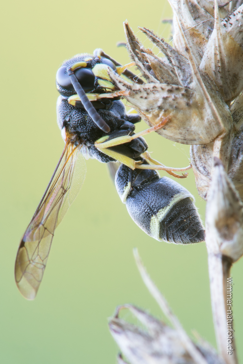 Stenodynerus bluethgeni Vecht, 1971
