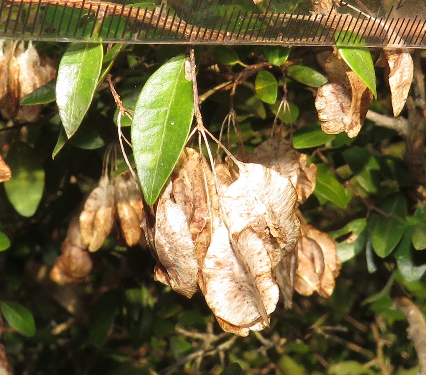 Pteleopsis myrtifolia (M.A.Lawson) Engl. & Diels