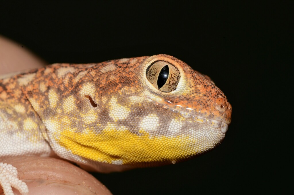 Spotted Barking Gecko from Aggeneys region, South Africa on March 24 ...