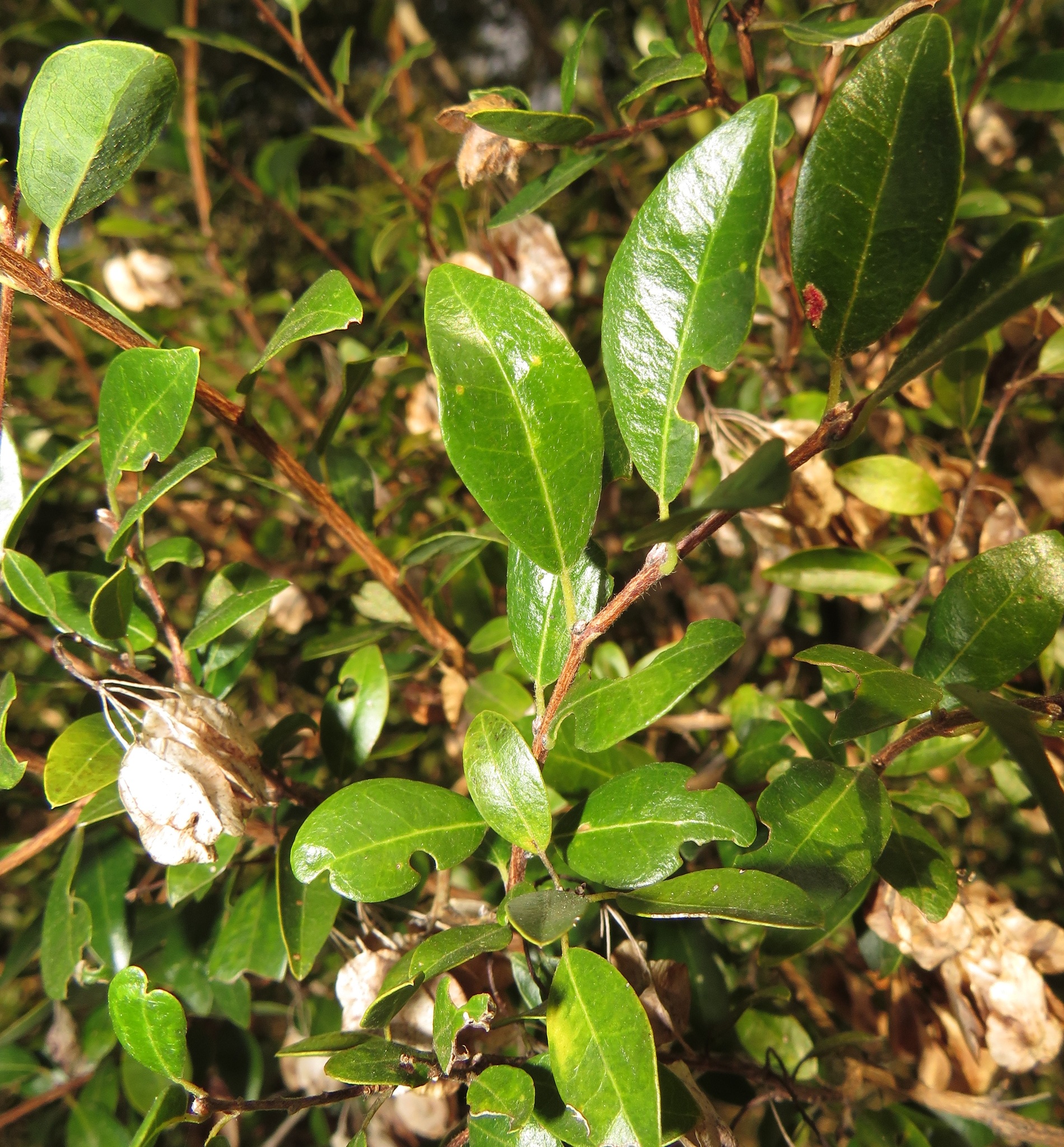 Pteleopsis myrtifolia (M.A.Lawson) Engl. & Diels
