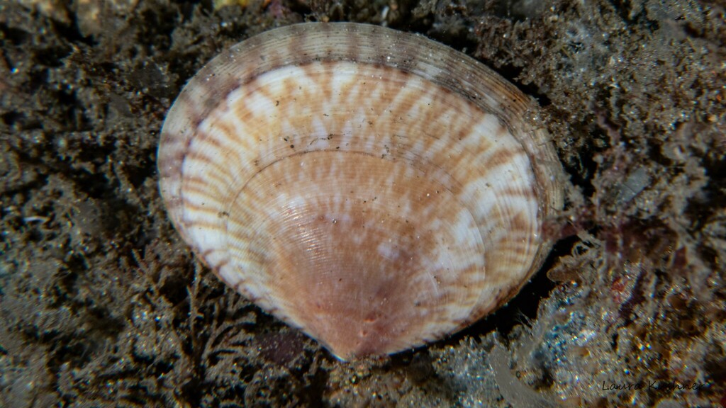 Semele purpurascens from Riviera Beach, FL, USA on July 15, 2022 at 11: ...