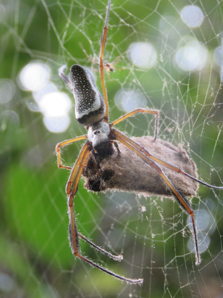 Golden Silk Spider from Vaca Diez, Bolivia on April 21, 2018 at 09:55 ...