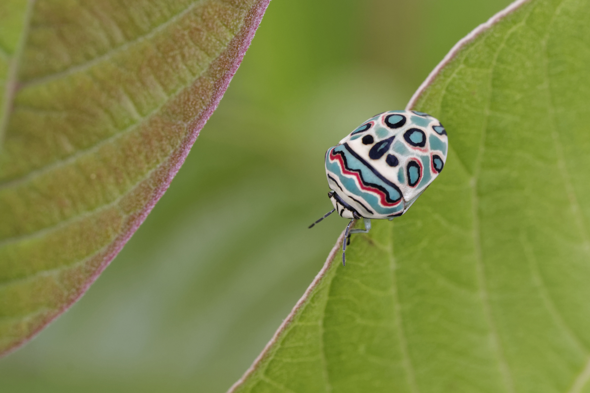 Sphaerocoris annulus