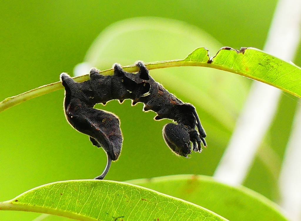 Lobster Caterpillar Moth from 100 Feet Road, SOBHA FOREST VIEW, Off ...