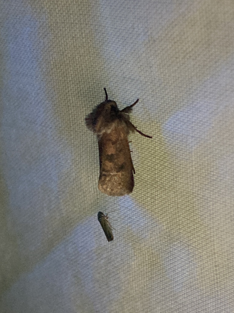 Grass Tubeworm Moths from Cave Rd, Bainbridge, OH, US on July 15, 2022 ...