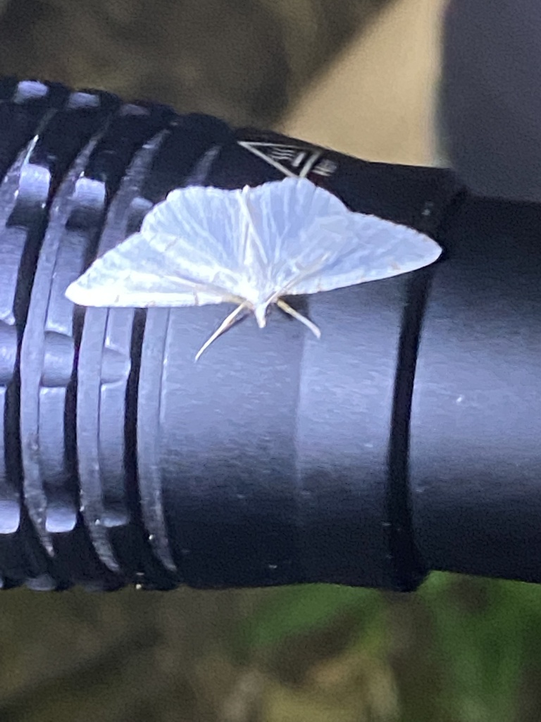 Snowy Geometer Moth from Mentor Headlands, Mentor, OH, US on July 15 ...