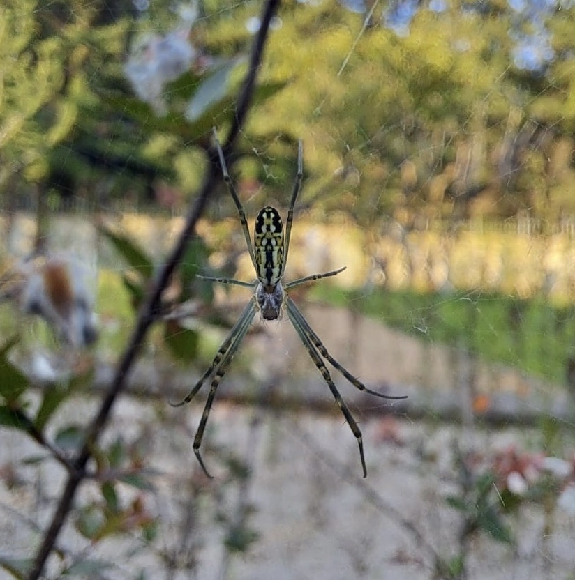 Joro Spider from Jwa-dong, Haeundae-gu, Busan, KR on July 16, 2022 at ...