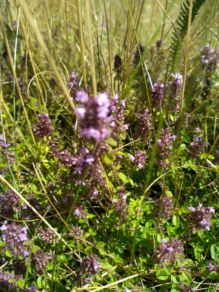 Large Thyme from 61470 Saint-Aubin-de-Bonneval, France on July 16, 2022 ...
