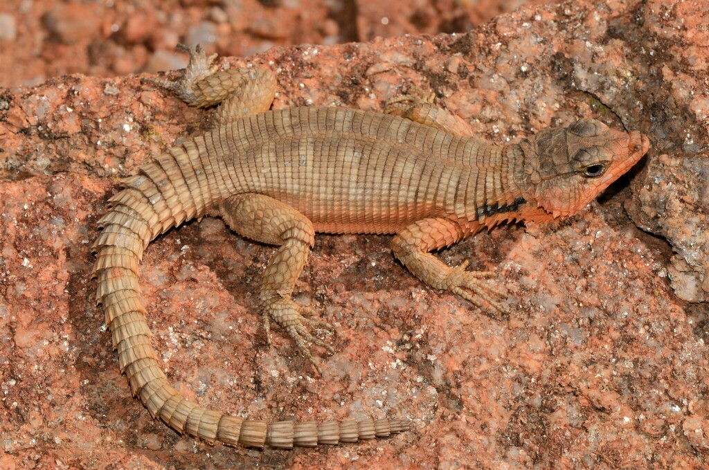 Karoo Girdled Lizard (Reptiles of namaqua national park) · iNaturalist