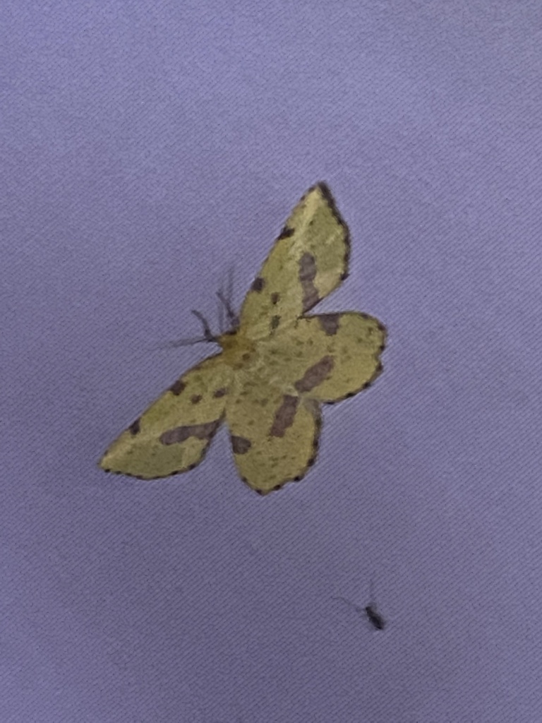 Crocus Geometer Moths from Mentor Headlands, Mentor, OH, US on July 15 ...