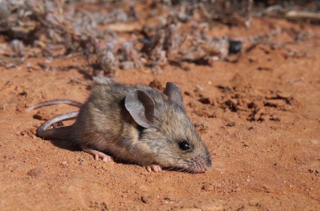 Bolam's Mouse in July 2022 by jbilby. Believed to be Pseudomys bolami ...