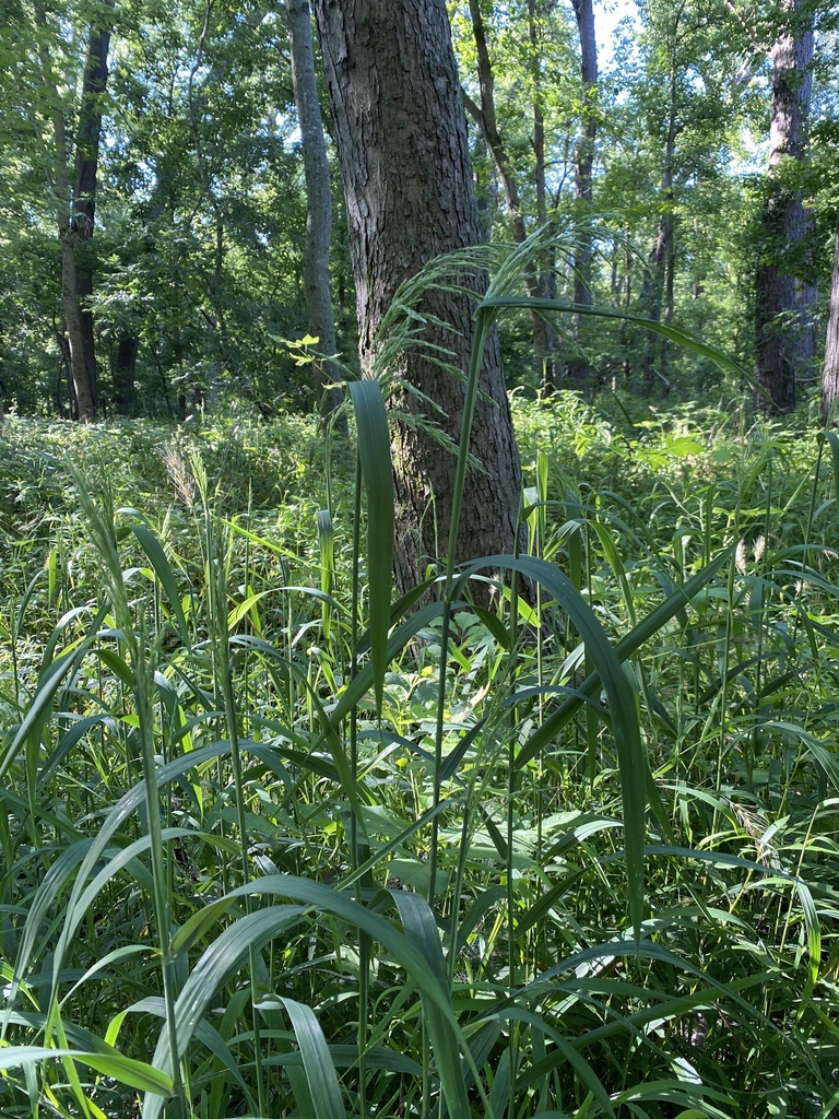 stout wood reed in July 2022 by abelkinser · iNaturalist