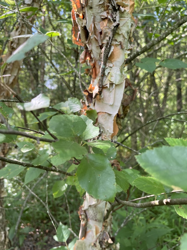 river birch from W County Road 750 N, Ridgeville, IN, US on July 14 ...