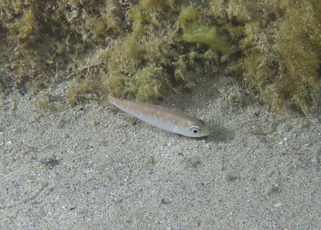 Bogue from Aude, Languedoc-Roussillon, FR on July 15, 2022 at 09:33 PM ...