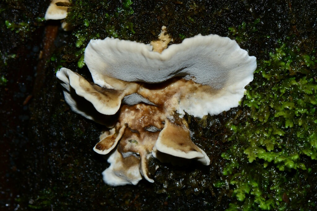 Smoky polypore from Melbourne VIC, Australia on June 30, 2022 at 11:54 ...