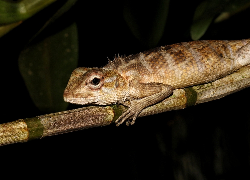 Oriental Garden Lizard from Agalawatta, Sri Lanka on July 16, 2022 at ...