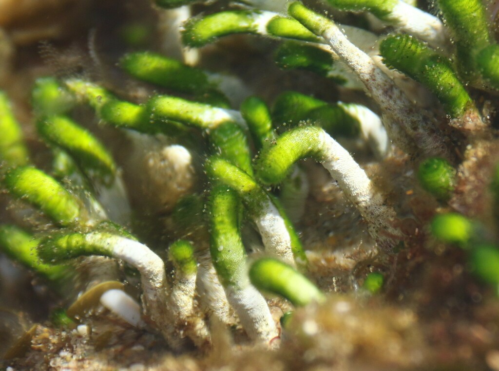 Neomeris from Umkhanyakude, ZA-NL, ZA on July 02, 2022 at 11:35 AM by ...