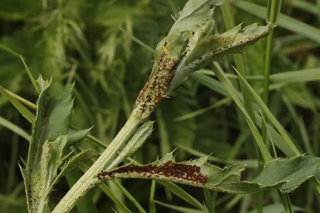 thistle rust from Poppendorf, Österreich on July 16, 2022 at 01:17 PM ...