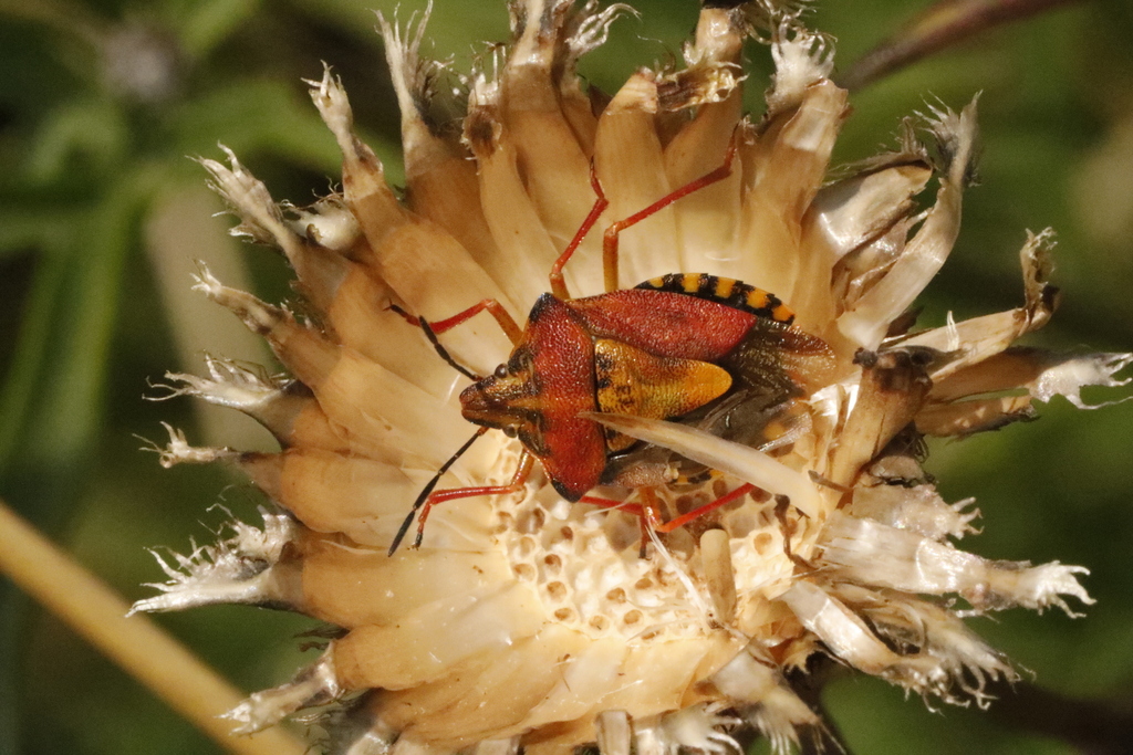 Black-shouldered Shieldbug from Poppendorf, Österreich on July 16, 2022 ...