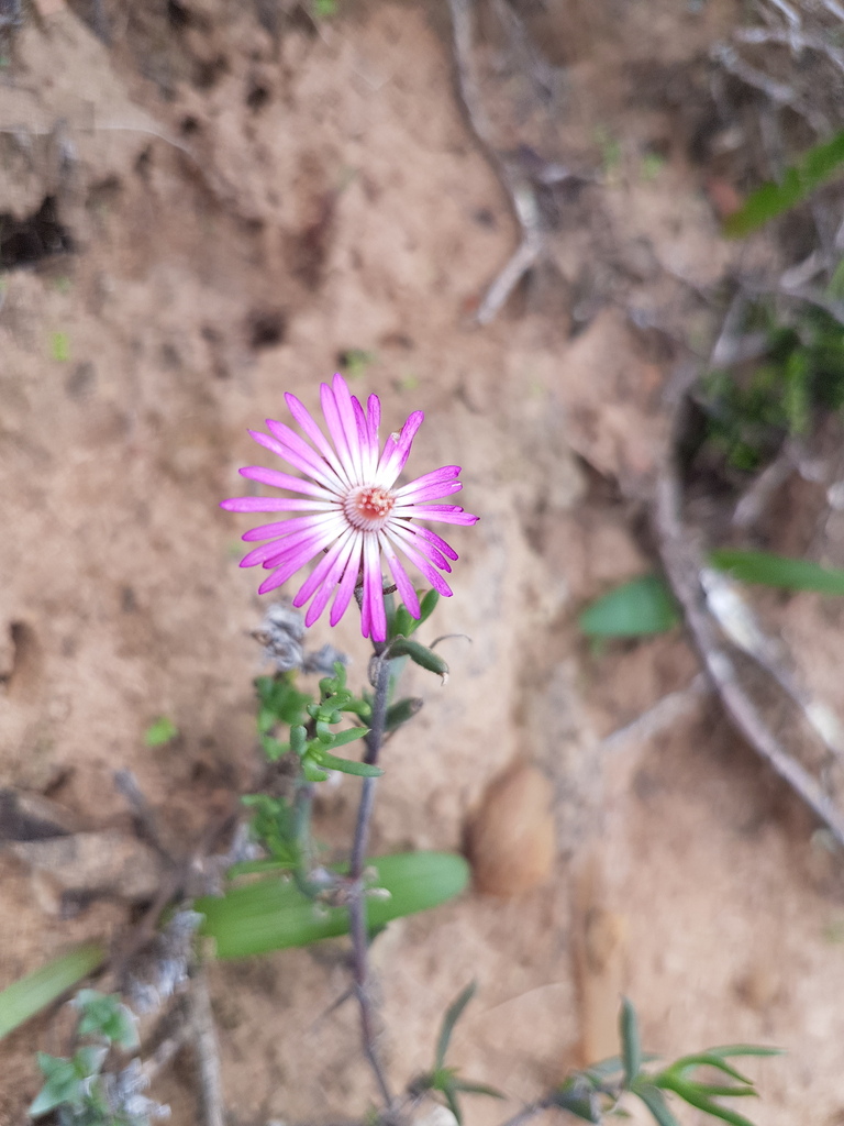 Renoster Brightfig from Blaauwberg Nature Reserve, City of Cape Town ...