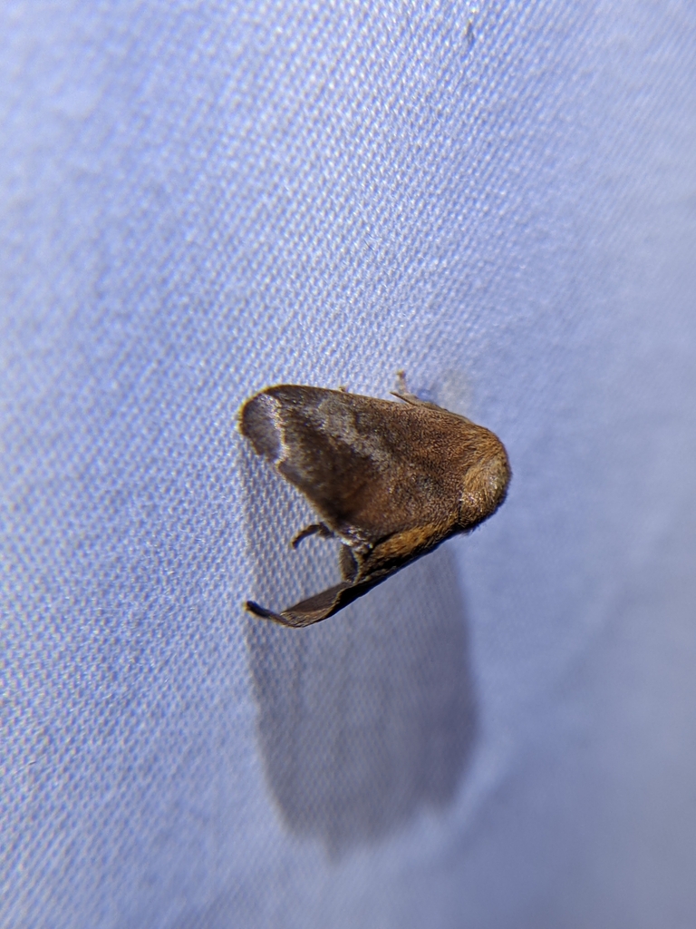 Crowned Slug Moth from Brushcreek Township, OH, USA on July 15, 2022 at ...