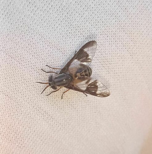 Modest Deer Fly (Chrysops pudicus) wildspecies.ca