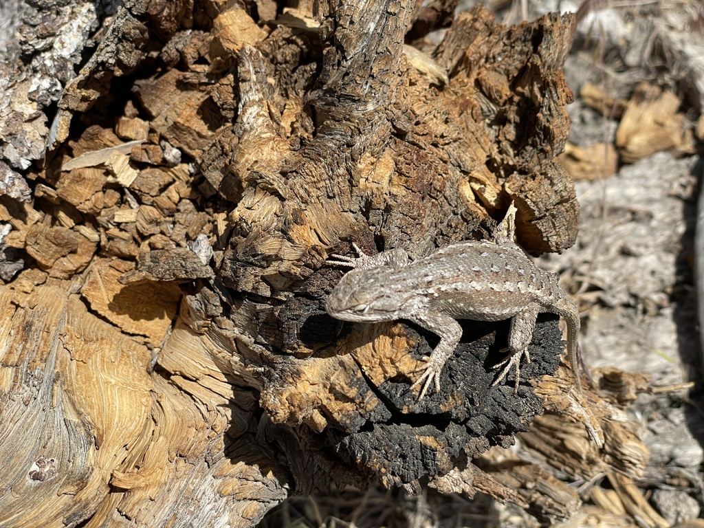 Spiny Lizards from Tsankawi Prehistoric Sites, Santa Fe County, NM, USA ...