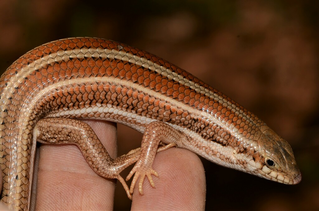 Western three-striped skink from Aggeneys region, South Africa on March ...