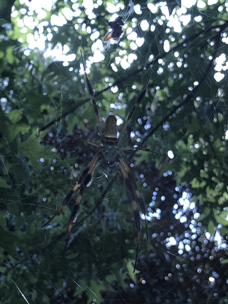 Golden Silk Spider from Piedmont Park, Atlanta, GA, US on July 16, 2022 ...