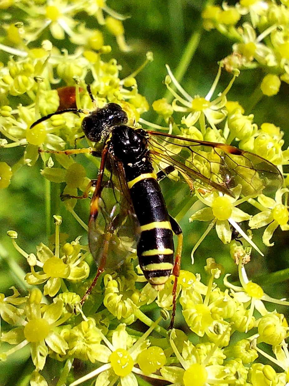 Tenthredo amoena Gravenhorst, 1807