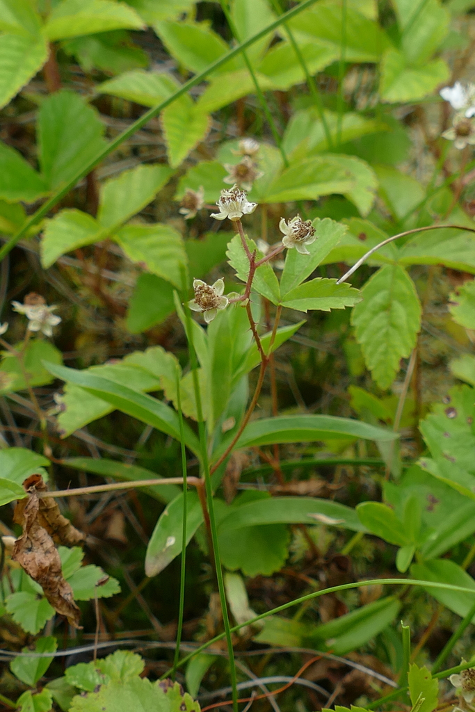 swamp dewberry from Tucker County, WV, USA on July 14, 2022 at 12:06 PM ...
