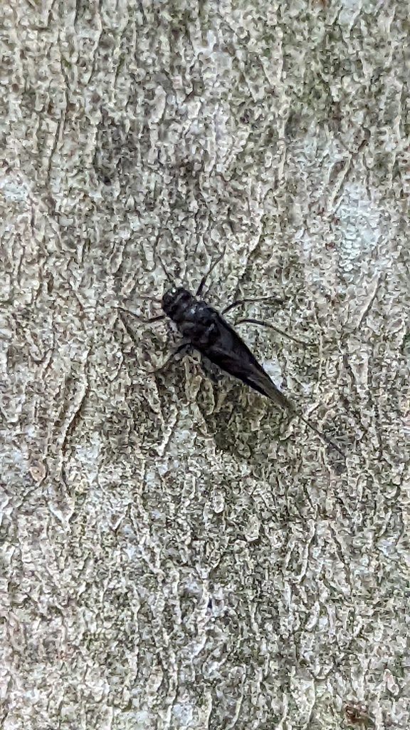 Insects from Lisse, Zuid-Holland, Netherlands on July 16, 2022 at 01:24 ...