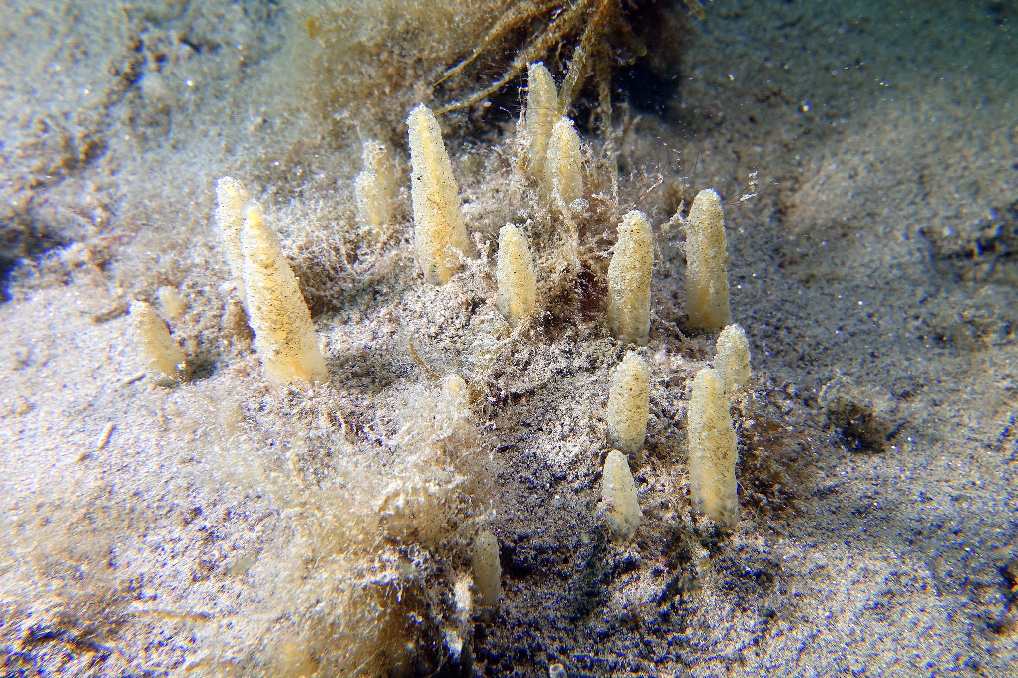 Ciocalypta Bowerbank, 1862